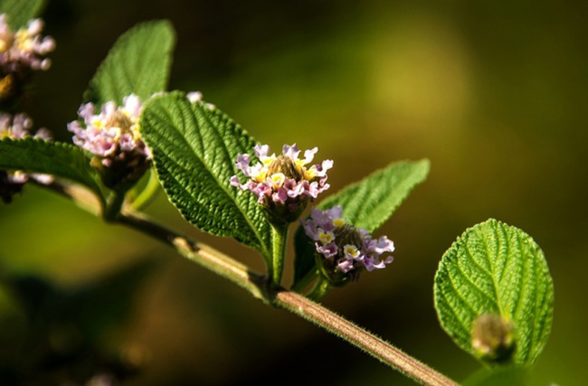 Cidreira: Os três tipos de plantas facilmente confundidos